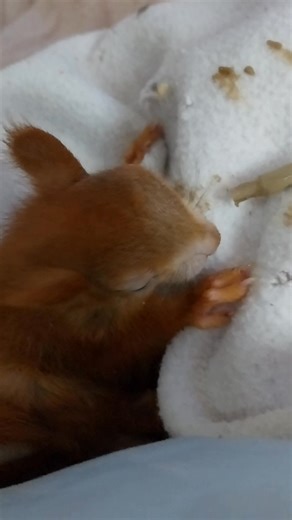 3.7K views · 288 reactions | Es geht ihm soweit gut und er isst auch schon nur ko wird er etwas sein heute und morgen . Ist ja keine kleine OP. | Priv.Wildtierhilfe "Milly die Maus" | Facebook