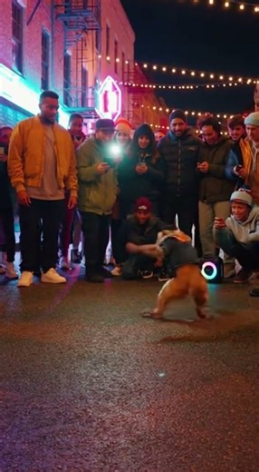 Monkeys Pop, Lock, and Spin in Epic Urban Battle #viral #dance #monkey