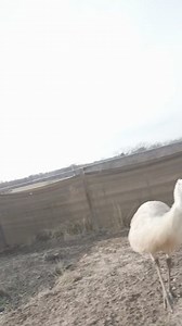 Two emus meet face to face! 🫣 #emus #hatchingeggs #farmlife | White House on the Hill
