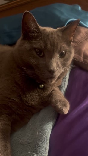 Goose the Sweet Cat Listening to Drake Funny Pet Shorts #AdorablePets #ViralCatVideo #Drake #cutepet