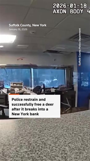Police in New York restrained and freed a deer trapped in a bank on January 18 after breaking in through a window on the ground floor. In bodycam footage released by Suffolk County Police Department, officers can be seen entering the bank through a broken window before struggling with the deer that resisted their restraint efforts until they managed to lasso a rope around its antlers. | Reuters
