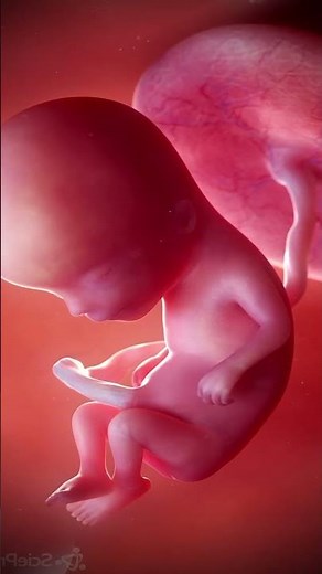 13 weeks pregnant baby development #pregnancy #fetus #baby