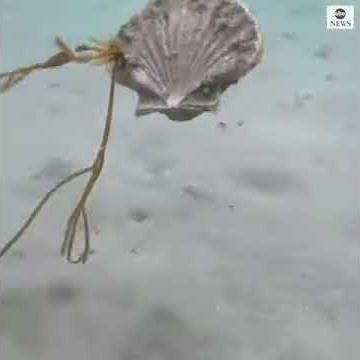 Scallop shuffles across sea bed | ABC News