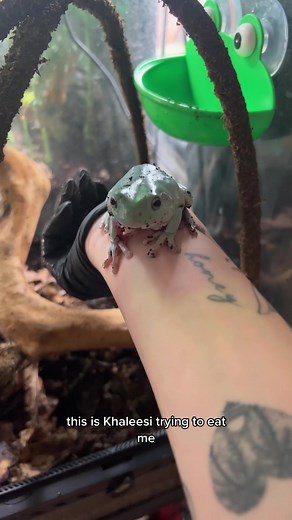 Maintaining a Whitestree Frog Tank: Tips and Tricks
