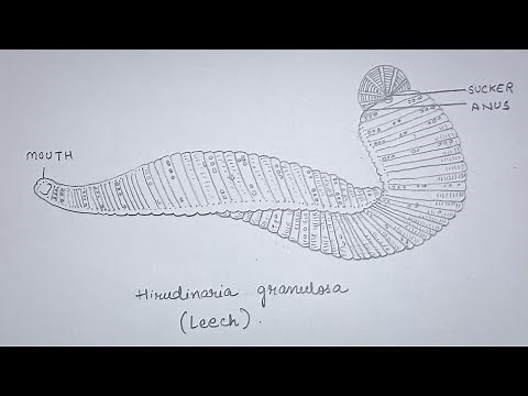 How to draw Leech [Hirudinaria granulosa] diagram | Class 11 Biology | Ankita Mishra