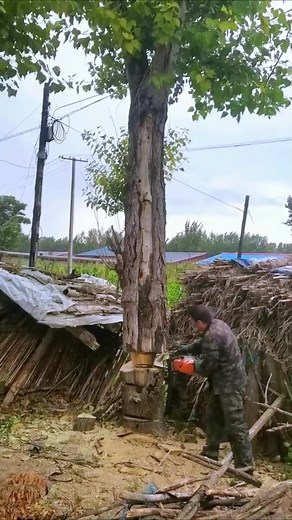 Vertical logging process- Good tools and machinery make work easy | RAVA.Uni