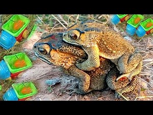 Catching Frogs: Catch frogs for fun, Catch frog jumping for fun, Catching big frog, funny video