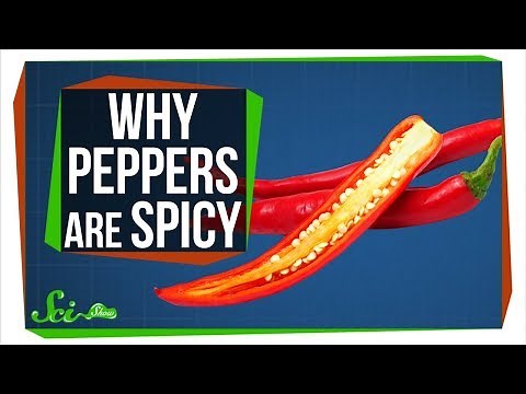 The Real Reason Peppers are Spicy