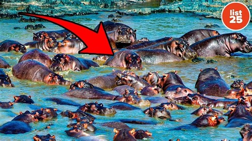 25 perfect random facts to make your day