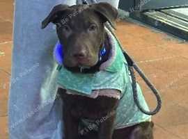 Labrador Retriever Puppies & Dogs for sale | Freeads