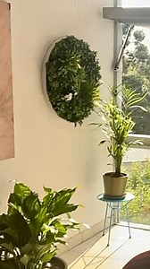 Our green wall disks were the perfect addition to this beautiful balcony space! If you’re searching for a way to jazz up a bare ceiling or simply want to add a bit of greenery to your space, our green wall disks might just be the perfect solution. Head to the link in bio to see our entire range of artificial green wall disks! — #livingwall #fakelivingwall #artificialivingwall #verticalgarden #silkverticalgarden #artificialverticalgarden #fakeverticalgarden #greenwall #fakegreenwall #artificialgr