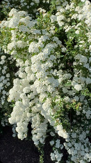 62 reactions · 9 comments | Oh you Bridal Wreath. Each spring, your...