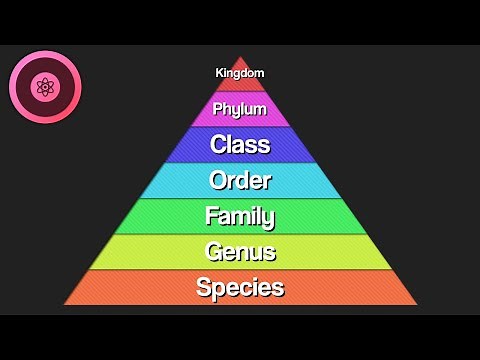 How Do We Classify Living Things? | The Taxonomy Song | Orion Science