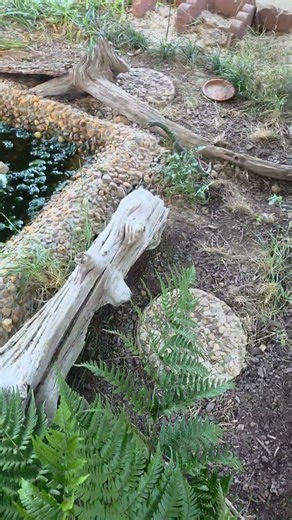 turtle enclosure fall weather. #reptiles #turtlewatching #turtle