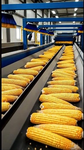 Corn Processing #corn #cornprocessing #fieldtofactory #factoryinside #foodfactory #howitsmade