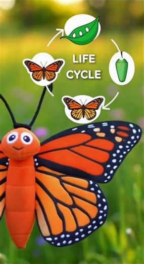 Luna the Monarch: Butterfly Life Cycle & Migration
