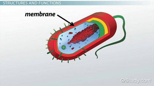 Bacteria Cell Wall & Cell Membrane | Overview & Function
