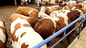 Mating Season Cow Farm: vídeo stock (100% livre de direitos) 6222125 | Shutterstock