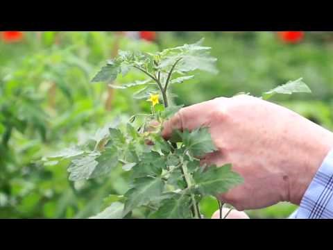 Tip for Tomato Transplants: Pinch off Flowers