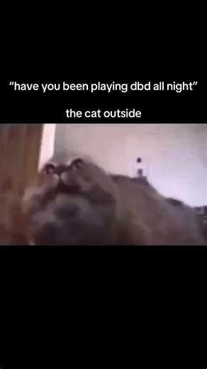 Playing Dead by Daylight All Night: A Cat's Perspective