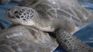 Sea turtle rescue center in Texas takes in over 2,500 turtles cold-stunned by winter storm