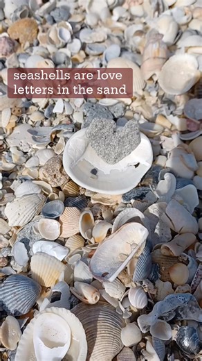 Seashells are love letters in the sand #seashells #love #hutchinsonisland #florida #islandlife #floridalife #beachlife #beachcombing #treasure | Hutchinson Island Florida