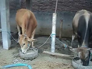 Penggemukan Sapi Jawa Metal Full Ampas Tahu Dan Bekatul || Dompet Semakin Tebal