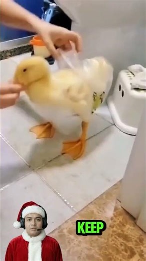 ​"Genius House Duck Hack! 💡🏠"#lifehacks #diy #smart #houseduck #petduck #duckling #tipsandtricks