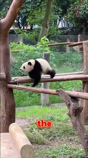 “Why Do Pandas Fall So Much? 😂🐼 | The Cutest Clumsiness Ever!”