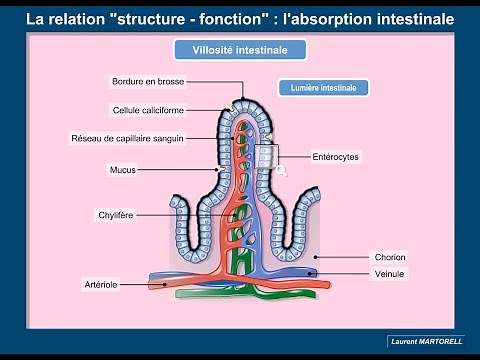 L'absorption intestinale : un exemple de la relation entre la structure et la fonction