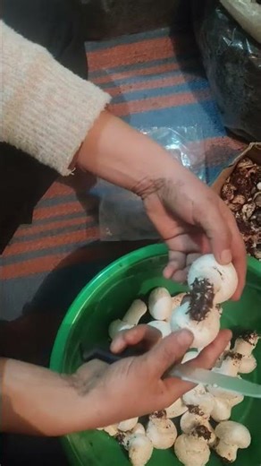 😊 "घर पर उगाए गए ताज़ा बटन मशरूम की कटाई! 🍄 #ButtonMushroom ##mushroomharvest
