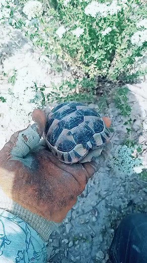 Tortoise Care: Characteristics of a Unique Shell