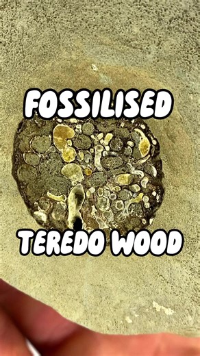 This is one of my favourite examples of fossilised teredo wood. This specimen has fallen from the upper Miocene layers and is a natural split. I found it as is in situ. Just look at how beautifully it’s calcified within itself. Have you seen a nicer example before? #wood #fossil #beach #newzealand #crystal #gemstones | Get Your Rocks Off