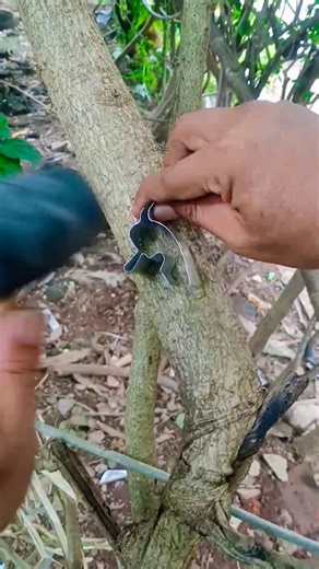grafting technique with unique characteristics #bonsai #naturaleza #plantasdecasa #jardin #flores #plantas #jardines #trees #fblifestyle #vivero #jardineria #decoracionconplantas #art #grafting #diy | Bayu Bonsai