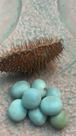 359K views · 14 reactions | Fever nut uses in Ayurveda | Dr.kotturiayurveda | Facebook