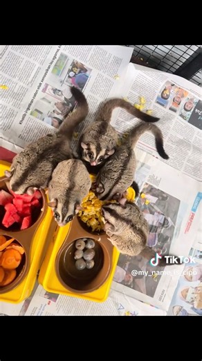 Makan2 🐻 | my name is cipO