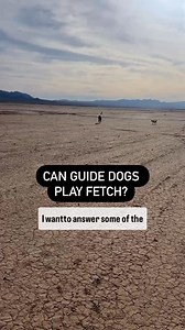 18K views · 410 reactions | As a guide dog, am I ever allowed to play...