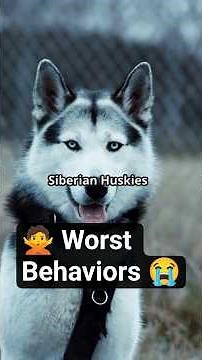 Dog 🐶 Breeds That Just Won't Listen! #shorts #viralshorts #shortfeed