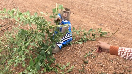 11K views · 1.2K reactions | Handsome Jason Try To Make Stick Bonkers When Mom Call All The Time | Monkey Jason | Facebook