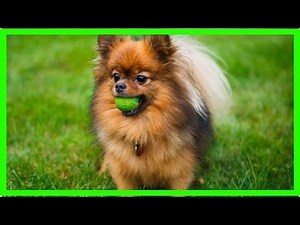 Zwergspitz erziehen: Tipps und Tricks