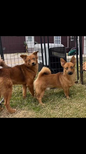 We have a good adoption application for Everett and Todd together,...