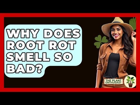 Why Does Root Rot Smell So Bad? - The Plant Enthusiast