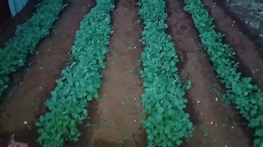 one code allen (@onecodeallen0)’s videos with original sound - one code allen