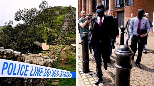 They Cut Down a Sycamore Tree. Now They Have a 4-Year Prison Term