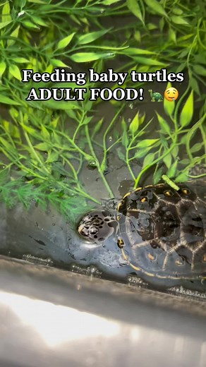 Feeding Adult Food to Baby Diamondback Terrapin | Exponential Growth
