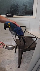 Paradise Parrot Rescue on Reels