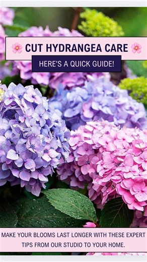 74 reactions · 19 comments | Struggling with wilting hydrangeas? Here’s how to bring them back to life + keep them blooming longer!✨ ️ Watch for quick, simple tips that actually work. Want our free Hydrangea Care Guide PDF?  Comment “hydrangea” below and we’ll send it your way! #FlowerCare  #HydrangeaHelp  #GardeningTips 華 #PlantRescue  #BloomAgain  #FloralDesigns ✨ | Hidden Garden Floral Studio Los Angeles | Facebook