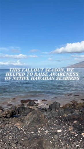 We recently joined Maui Nui Seabird Recovery Project (MNSRP) at their banding event on Maui! During fallout season, fledgling wedge-tailed shearwater birds l take flight into the night skies in search of their ocean feeding grounds. Stay tuned to learn more about native Hawaiian seabirds and the Maui Nui Seabird Recovery Project! Audio: ‎The Summer I Turned Pretty (Main Theme) | Hawaiian Electric