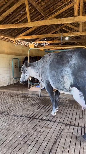 Top class 🏆 cow topper breed ❤️ #holstein #dairyfarming #reels #PDFA #viral #cow #dairyfarm #reelsviral #reelsfb Farming .Life | Farming .Life
