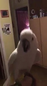 9.1K views · 159 shares | Buttons' Victory Dance for Earning 10,000 Fans! | Buttons the Cockatoo | Facebook